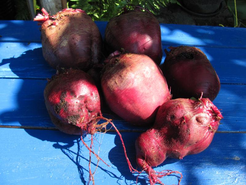 Rote Bete / Rote Rüben gewürzt und ungewürzt einkochen › Garten Kochbuch